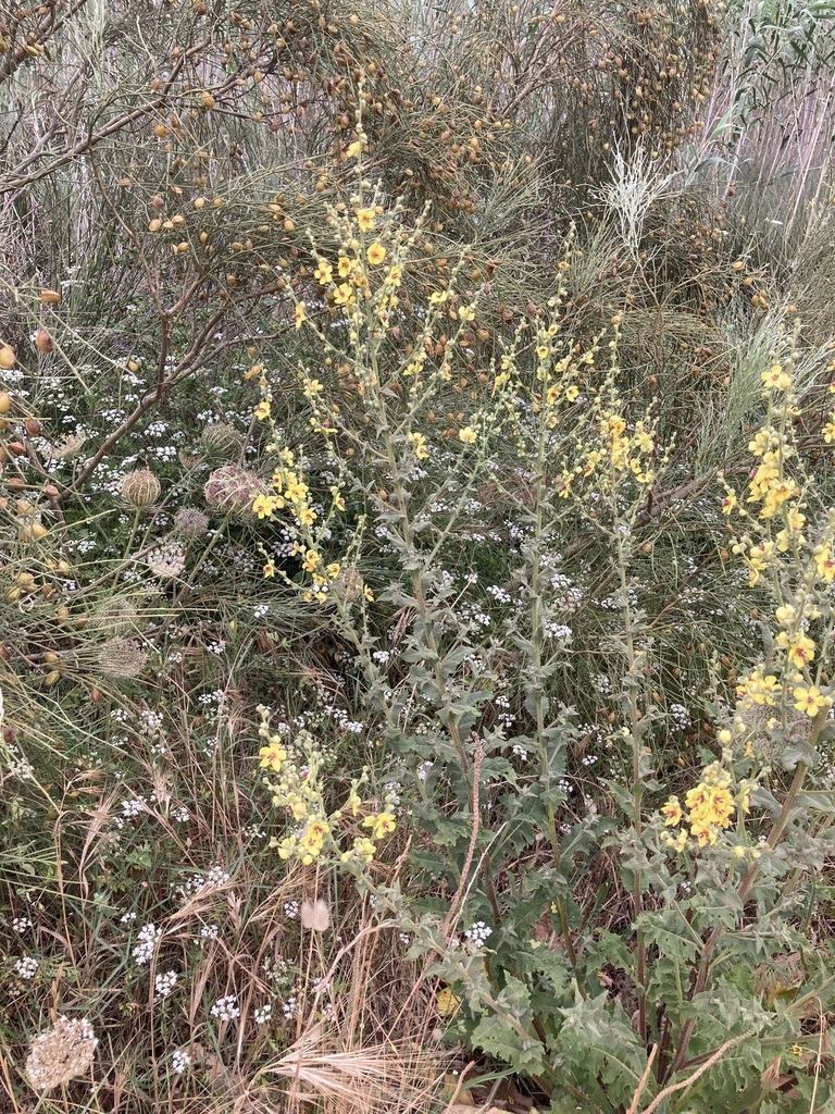 wavyleaf mullein from Kenitra, Morocco on May 21, 2022 at 05:22 PM by ...