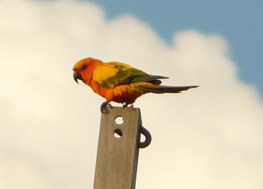 Sun Parakeet in September 2009 by Bill Pranty. Holly Lovell and I found ...