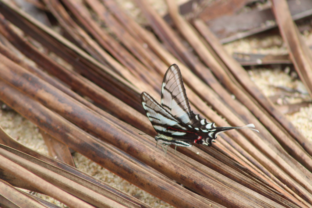 Mexican Kite Swallowtail from Huatulco, MX-OA, MX on June 2, 2022 at 08 ...