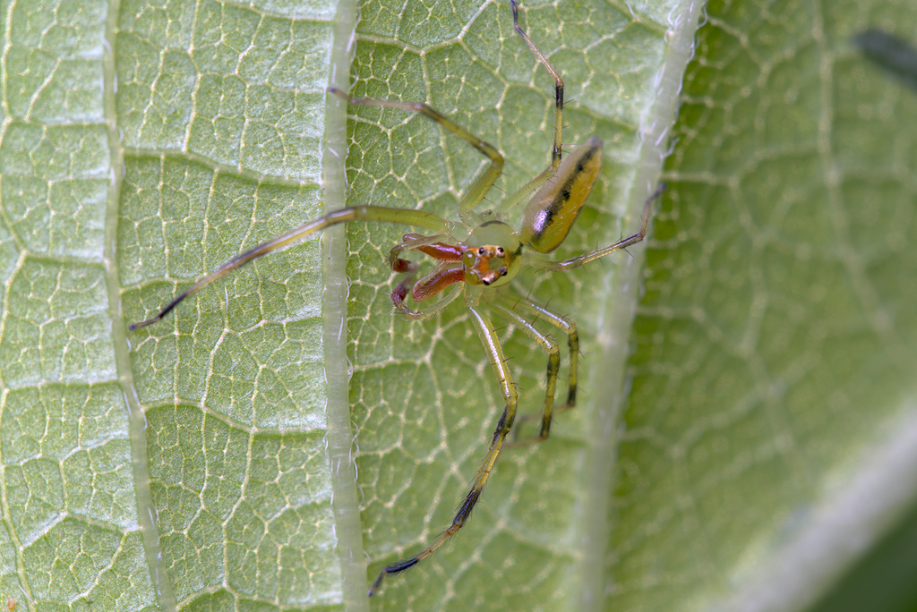 Magnolia Green Jumping Spider from James City County, VA, USA on May 29 ...