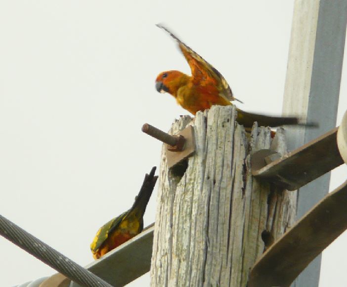 Aratinga solstitialis (Linnaeus, 1758)