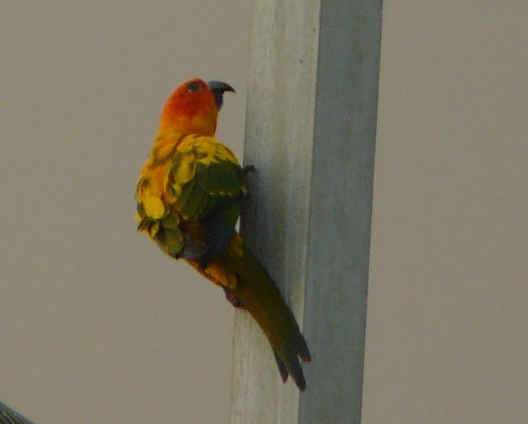 Aratinga solstitialis (Linnaeus, 1758)