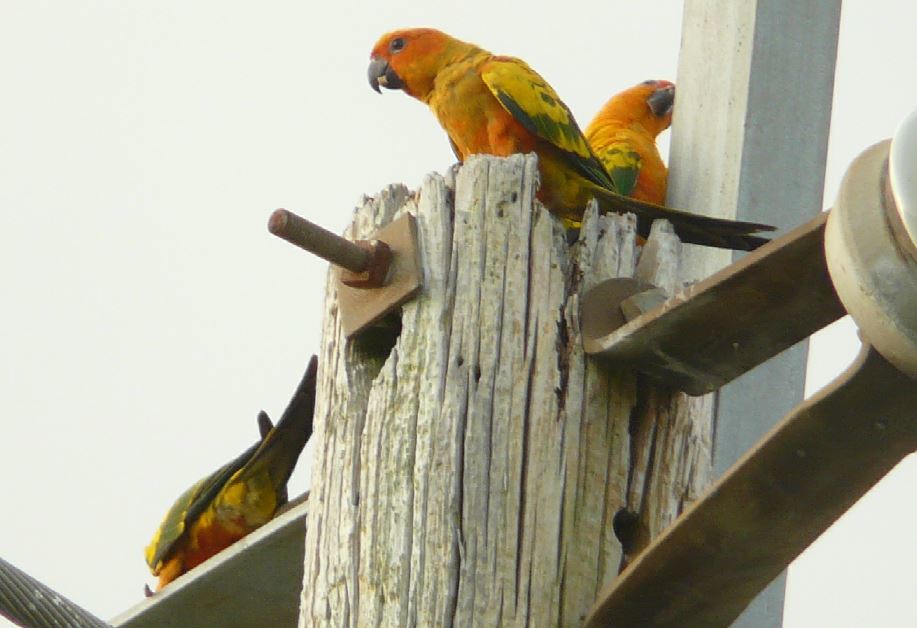 Aratinga solstitialis (Linnaeus, 1758)