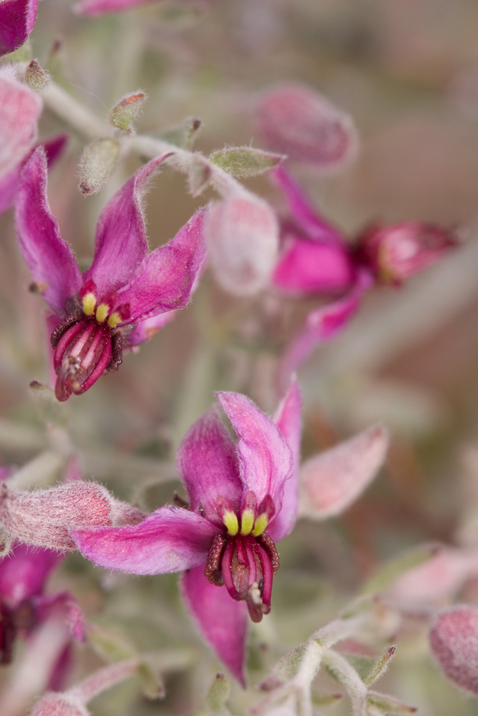 caltrops and ratanies (Zygophyllales) - Botanical Realm