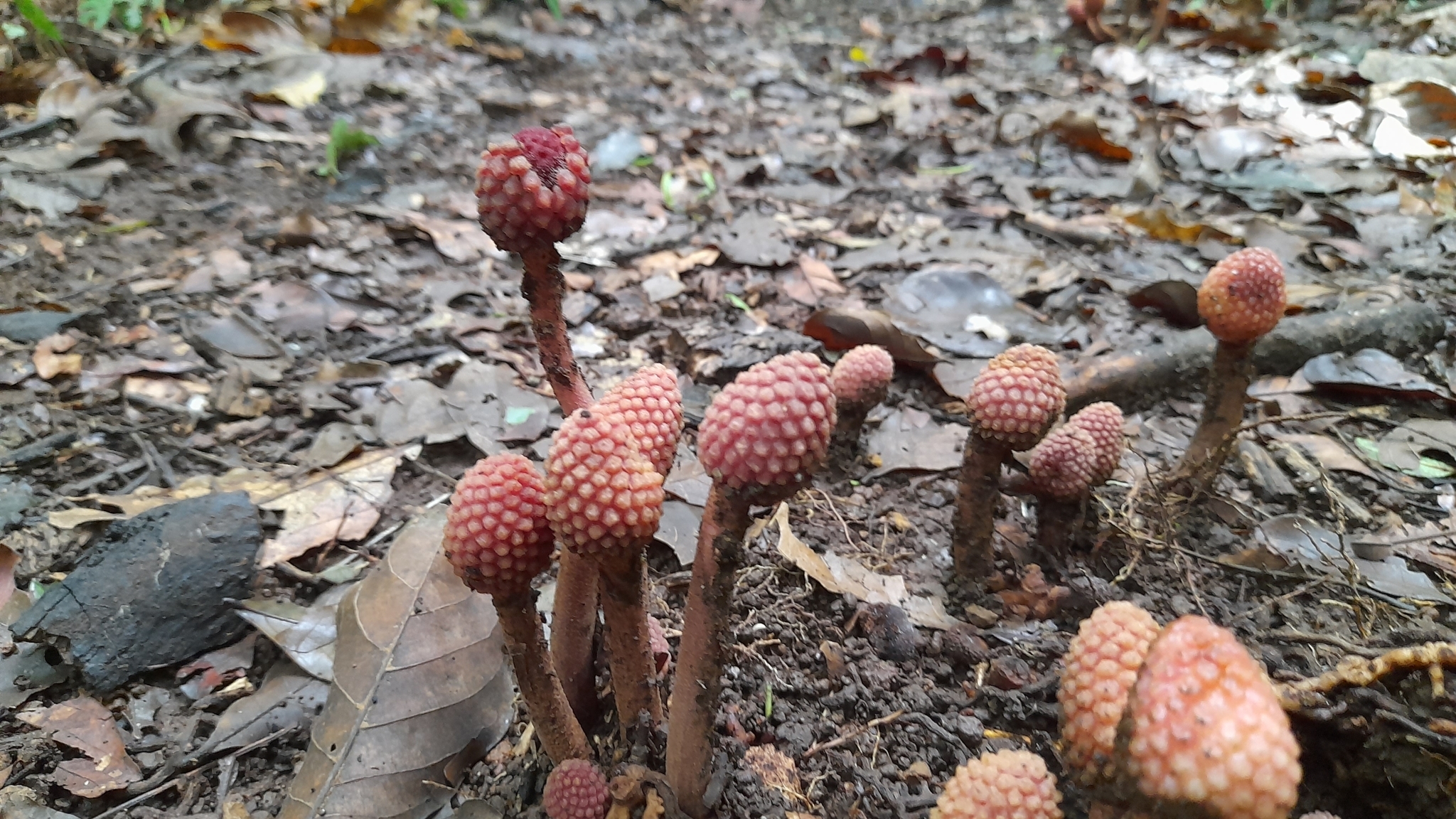 Helosis cayennensis (Sw.) Spreng.