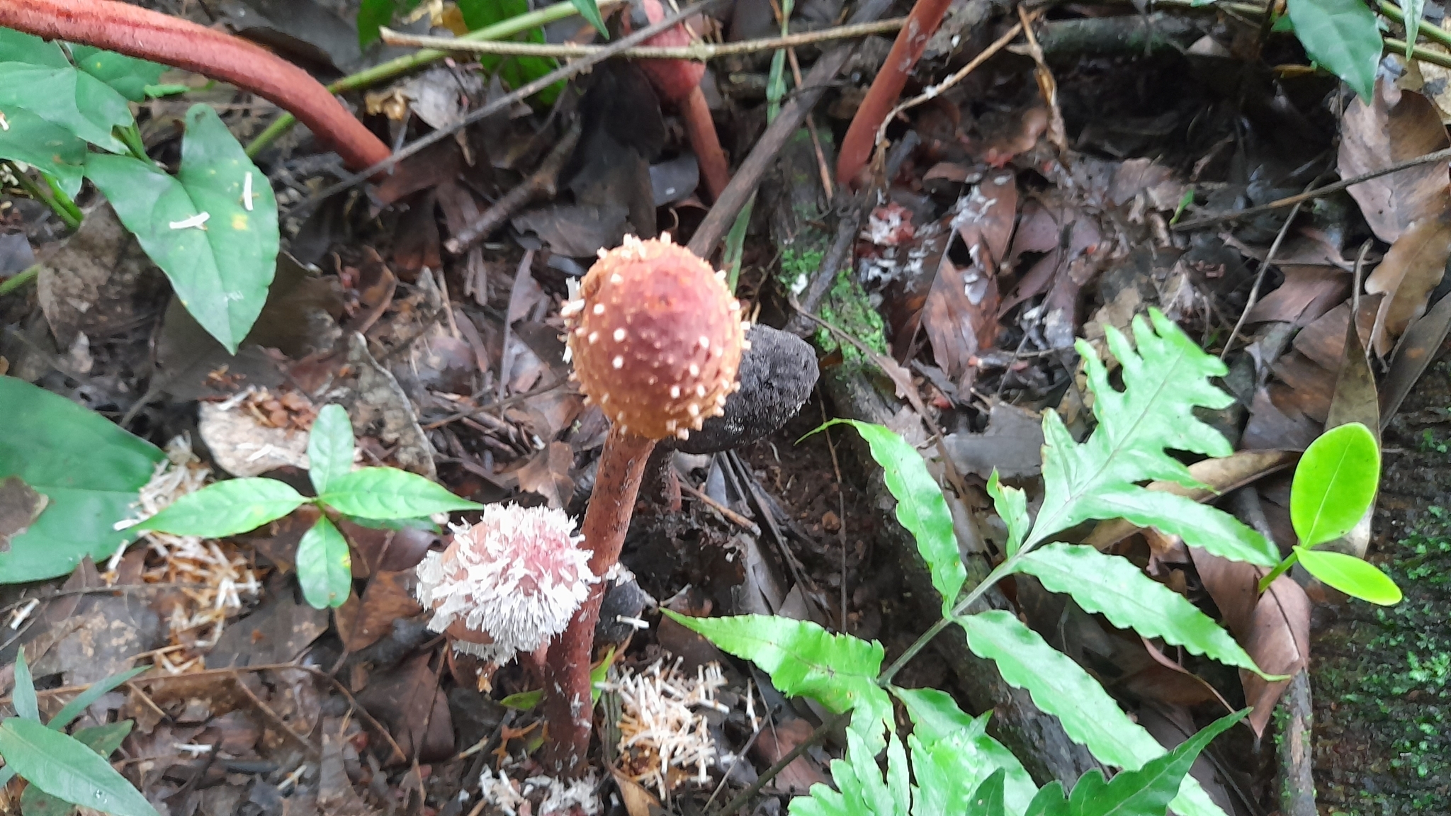 Helosis cayennensis (Sw.) Spreng.