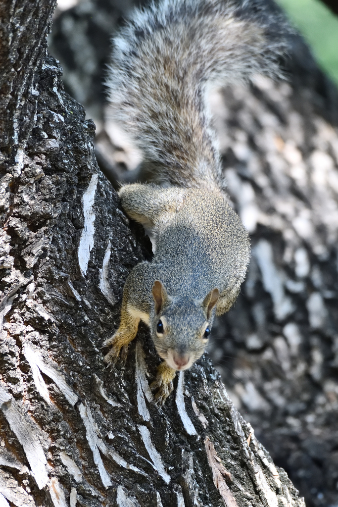 Allen's Squirrel from Bustamante, N.L., México on May 26, 2022 at 09:45 ...