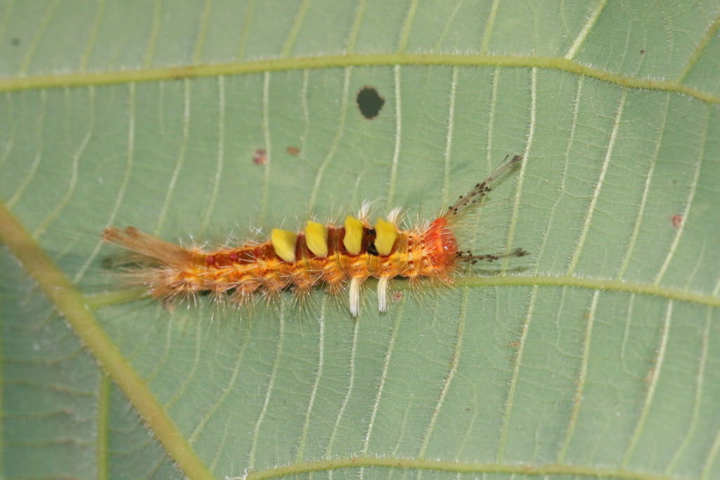 Cocoa Tussock Moth (Common Caterpillars of Hong Kong) · iNaturalist