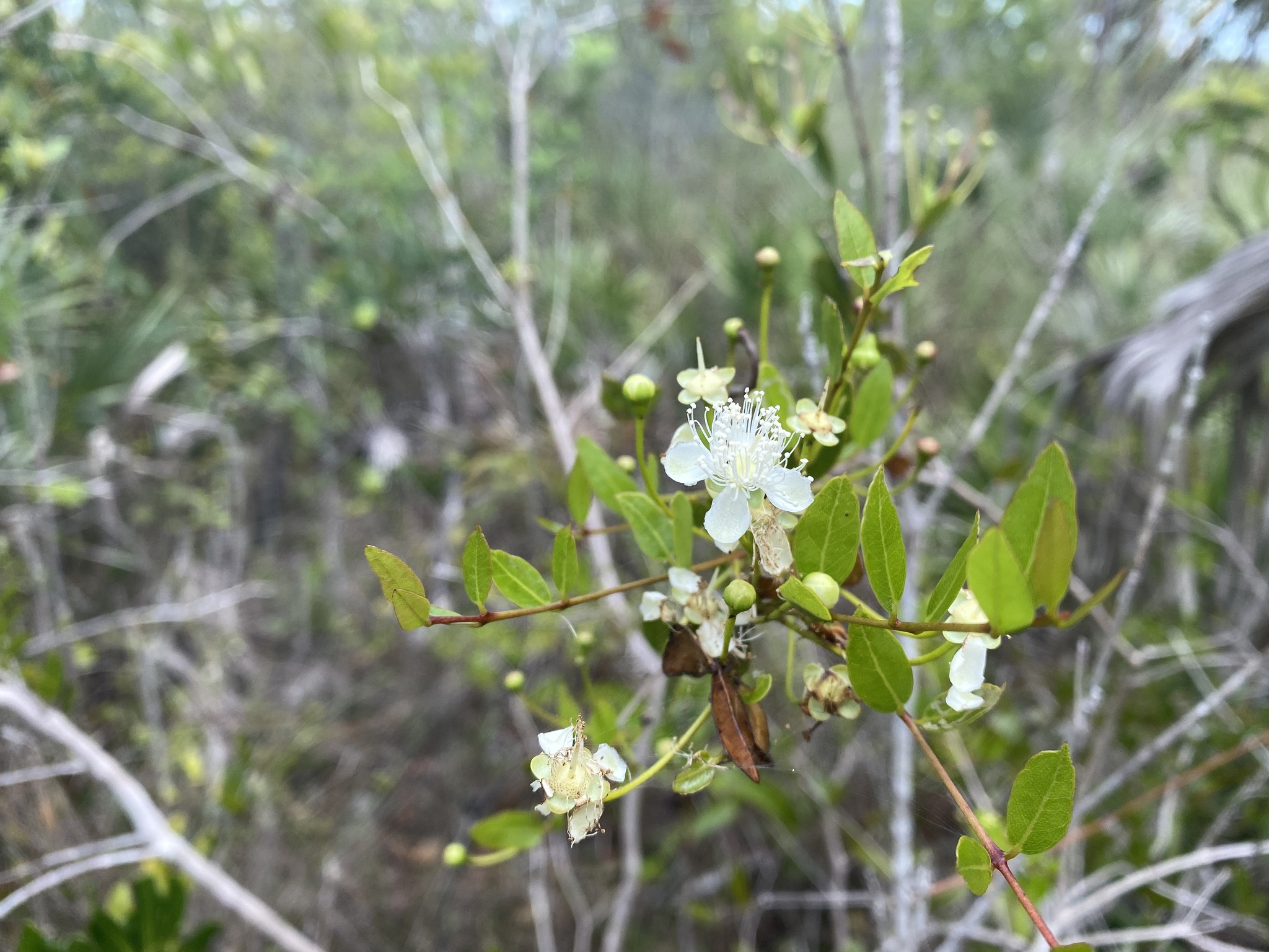 Mosiera longipes (O.Berg) Small