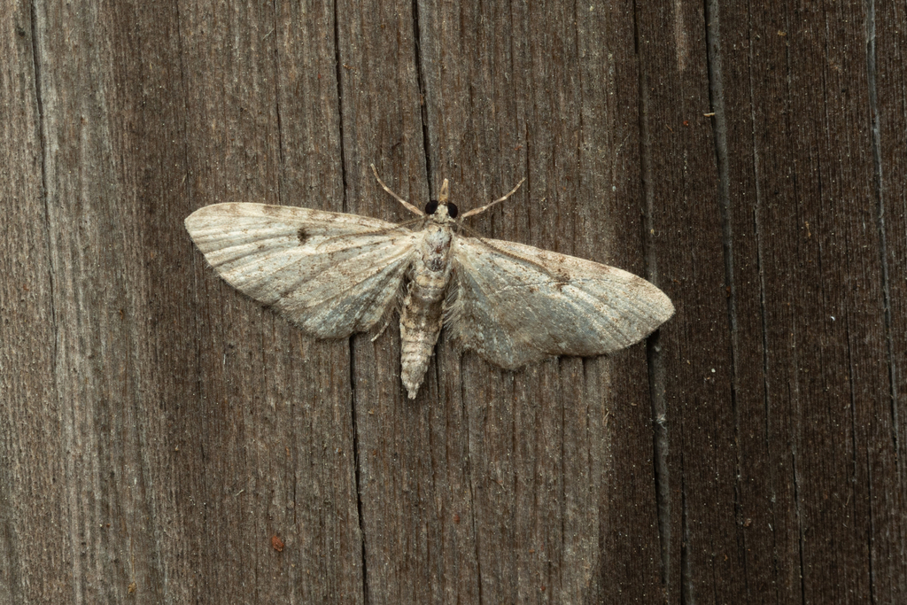 Pug Moths from Damascus, MD, USA on June 1, 2022 at 10:38 PM by Ryan ...
