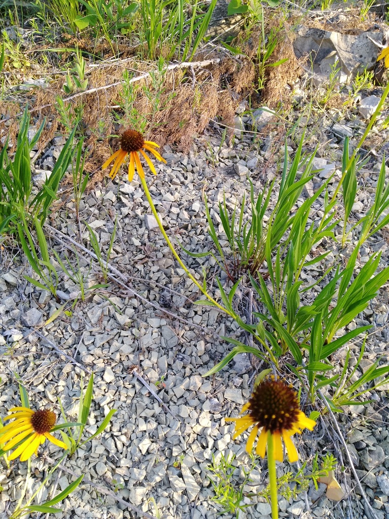 Echinacea paradoxa paradoxa from Baxter County, AR, USA on June 2, 2022 ...