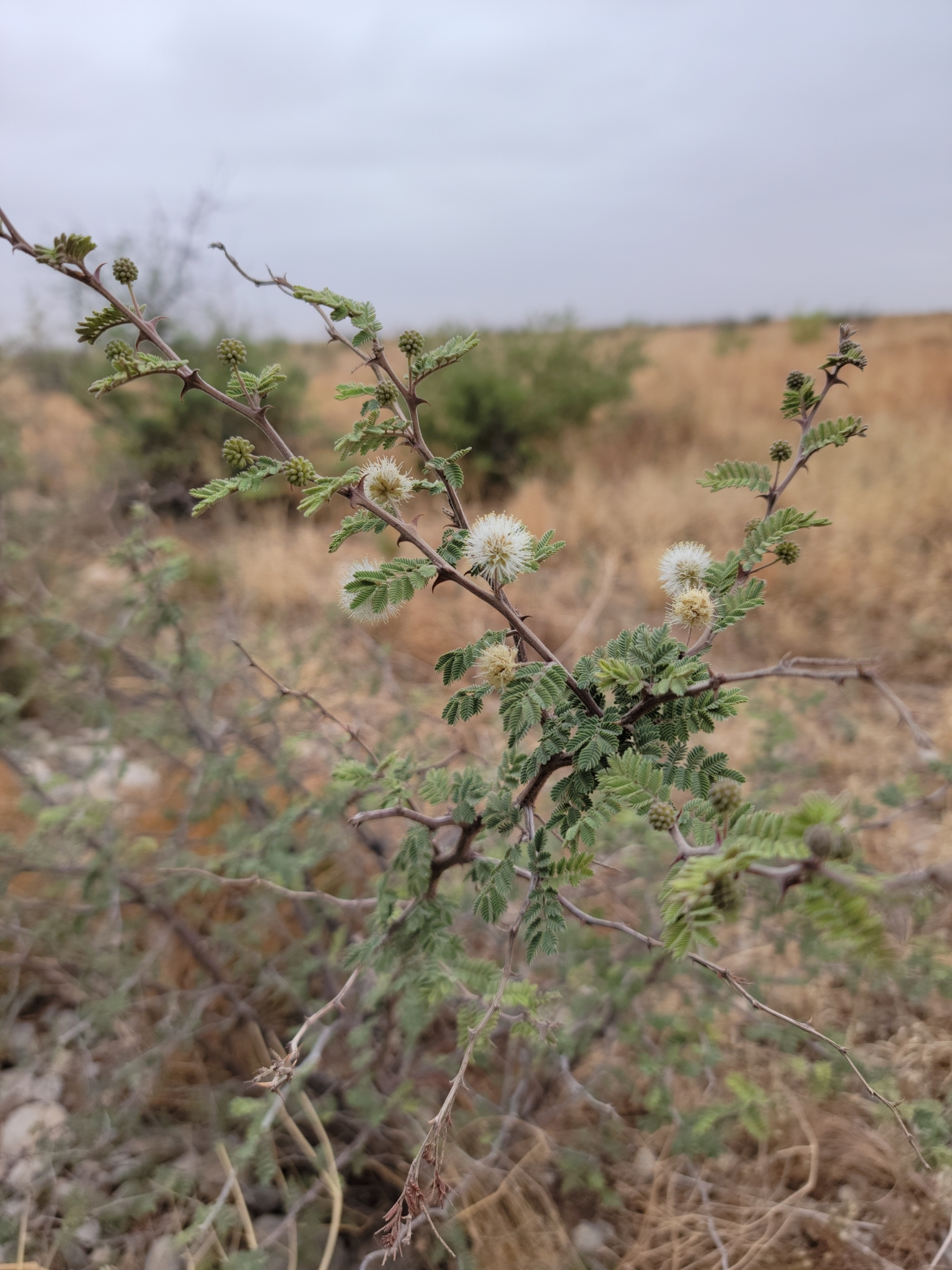 Mimosa biuncifera Benth.