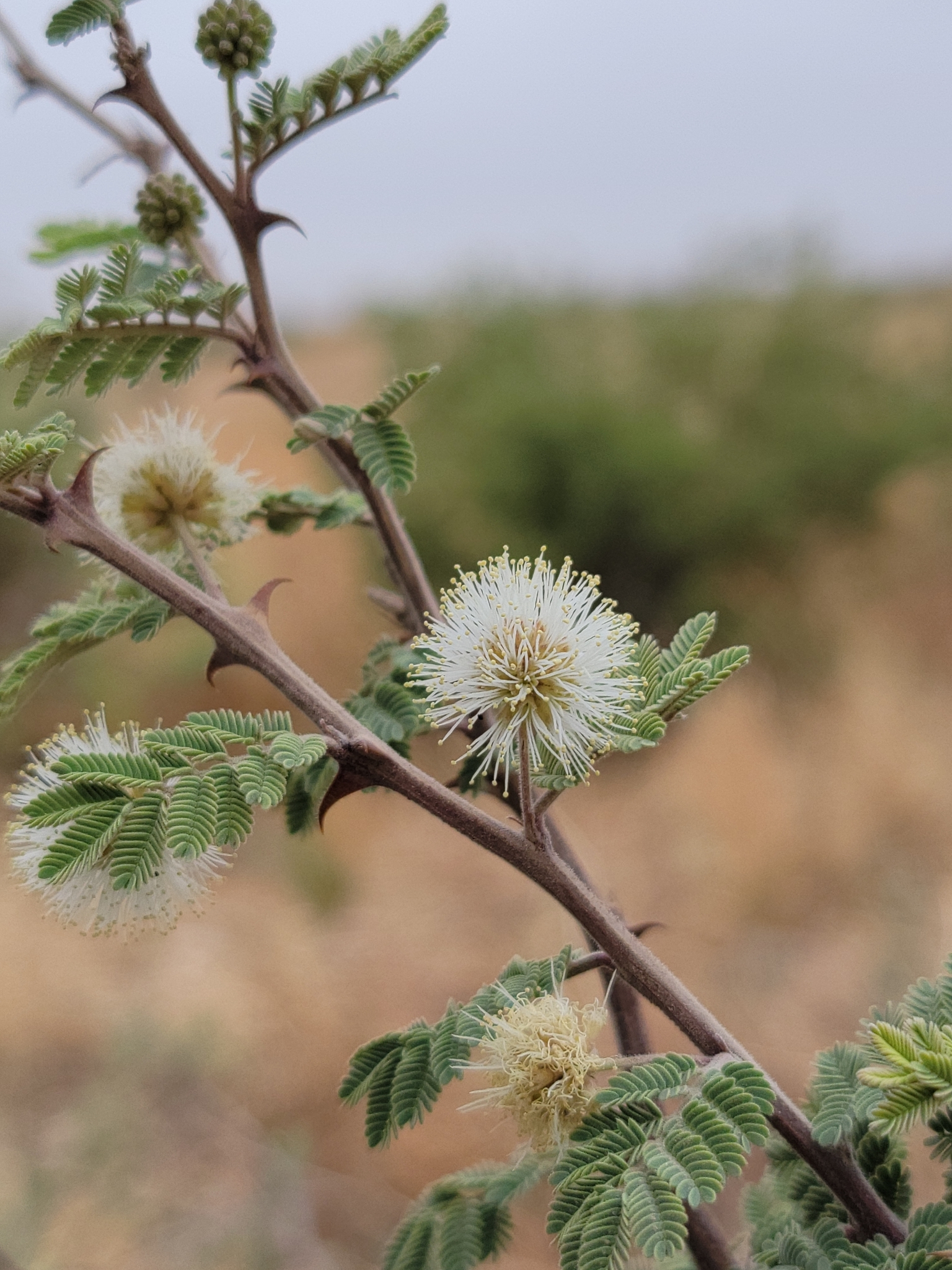 Mimosa biuncifera Benth.