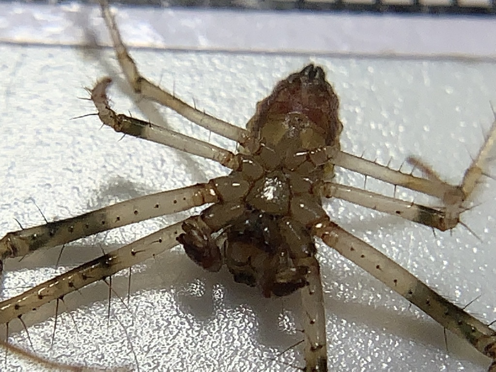 Arrowhead Orbweaver from SH-332, Lake Jackson, TX, US on May 29, 2022 ...