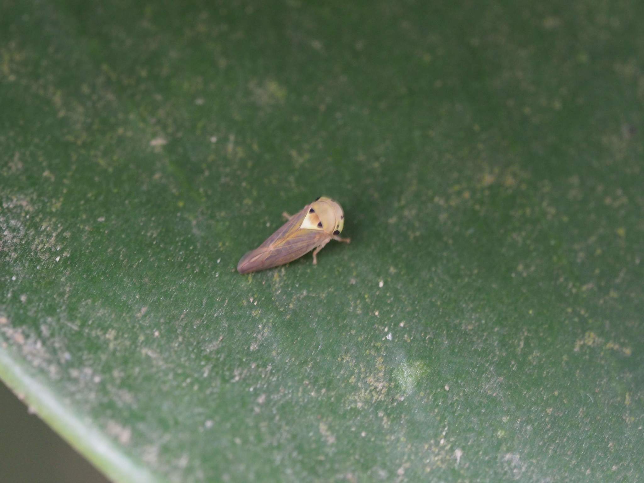 Idioscopus clypealis (Lethierry, 1889)