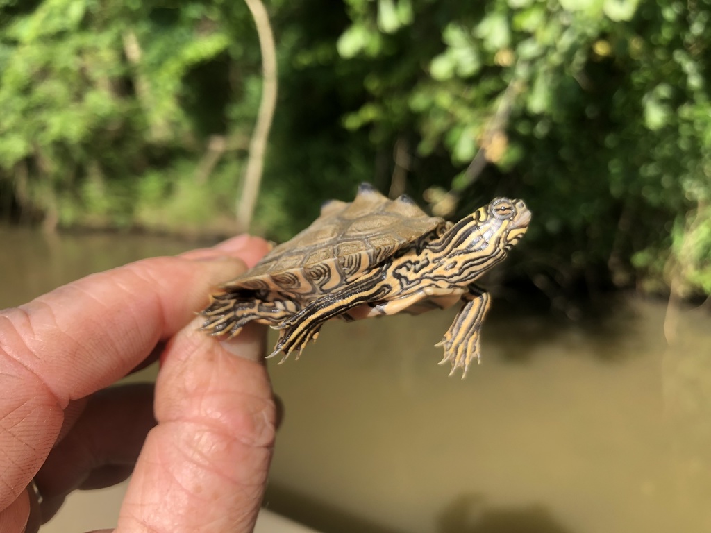 Black-knobbed Map Turtle in May 2022 by willselman14. Hatchling ...