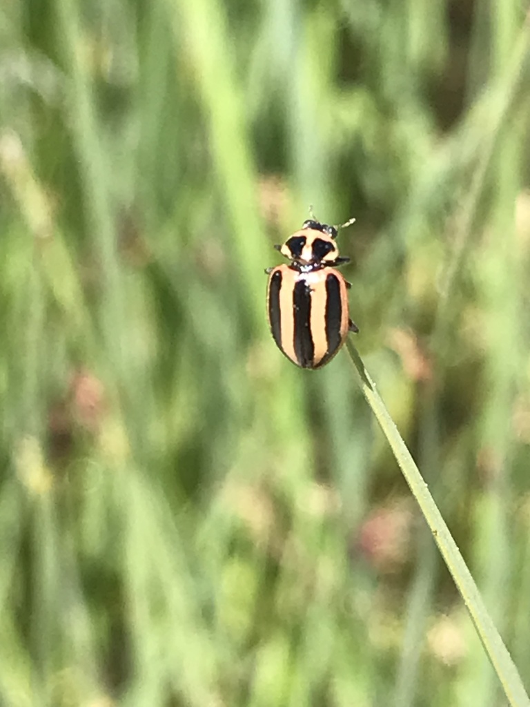 Broad-striped Lady Beetle from Canyonlands Way, Reno, NV, US on June 01 ...