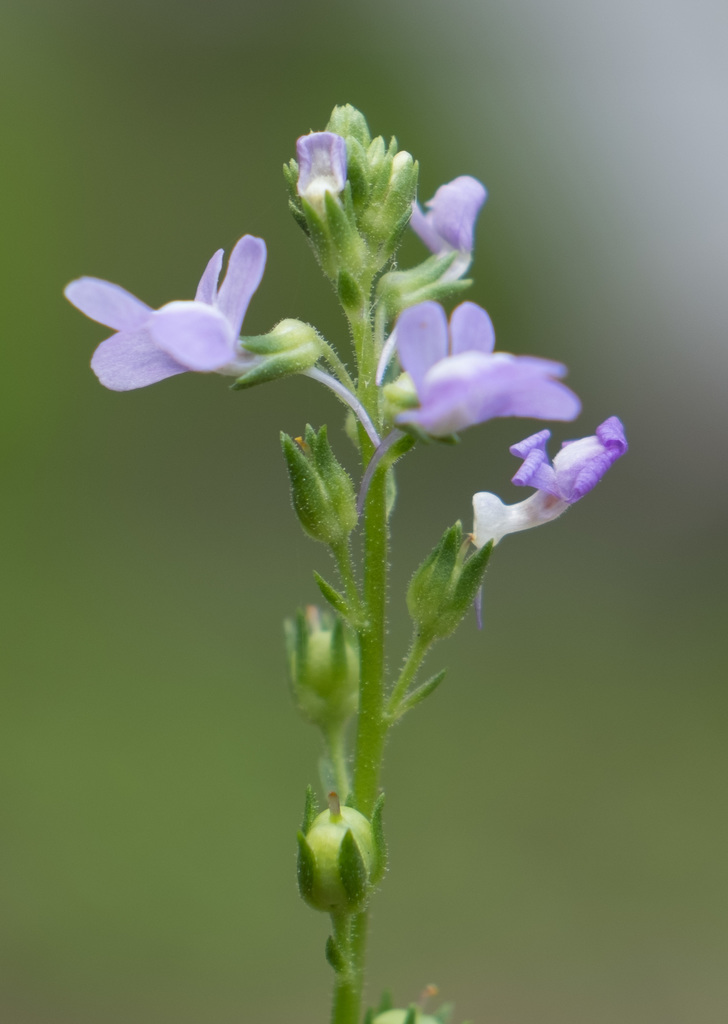 Canada toadflax from Burlington County, NJ, USA on June 24, 2018 at 11: ...