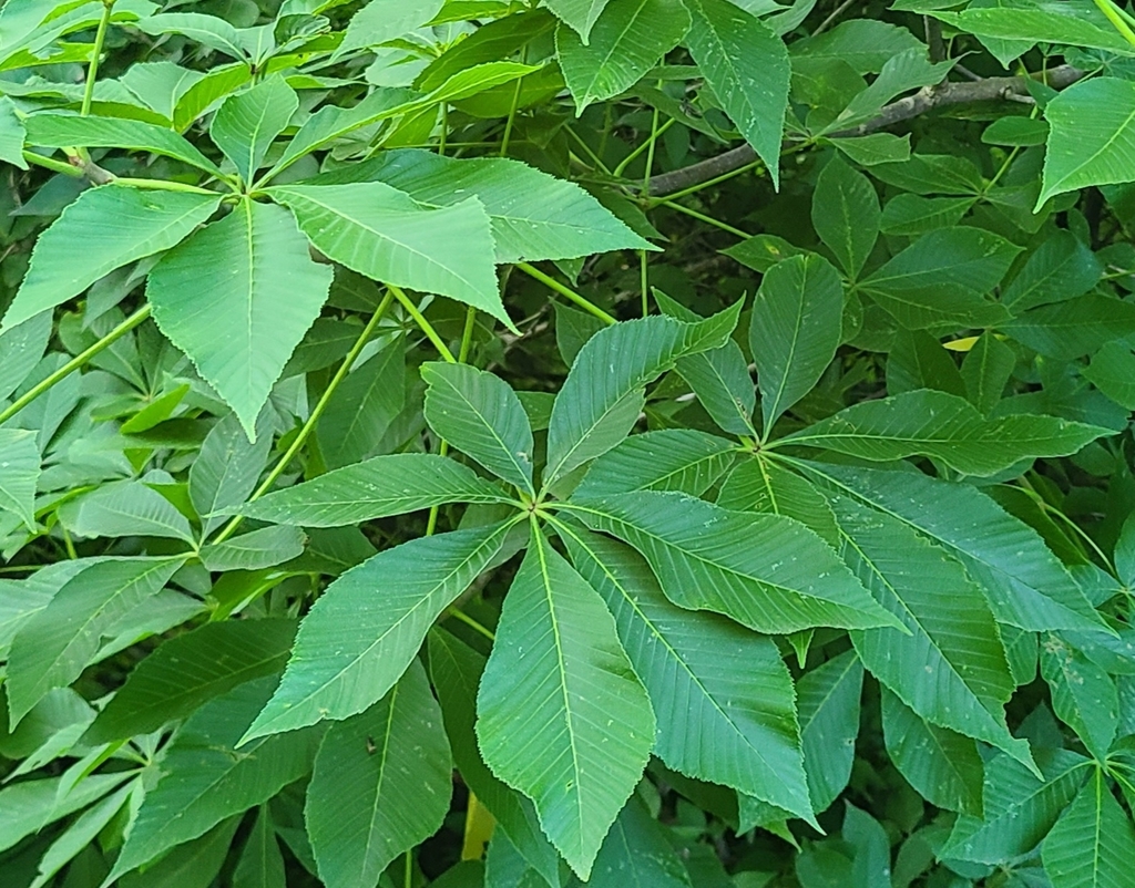 Ohio buckeye from Ridgefield, Kansas City, MO, USA on June 2, 2022 at ...
