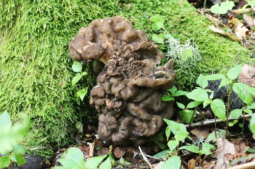 Round-spored False Morel (Pseudorhizina korshinskii) · iNaturalist
