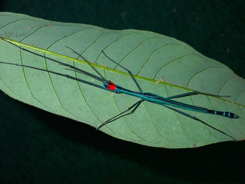 Ophicrania capito · iNaturalist