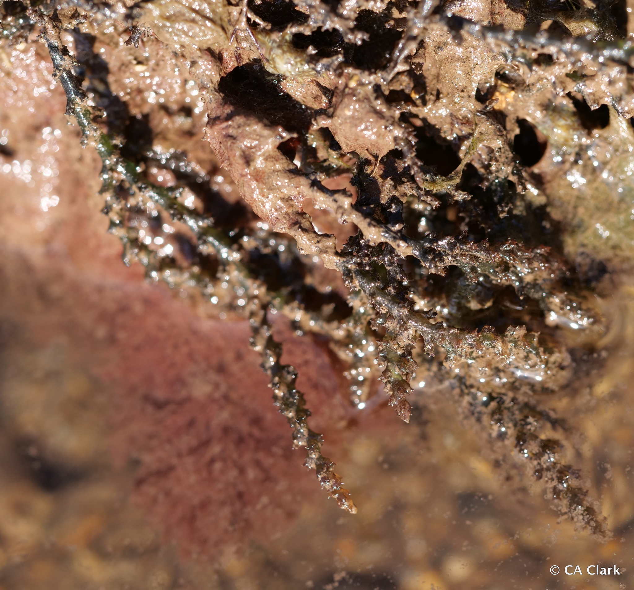 Acanthophora spicifera (M.Vahl) Børgesen