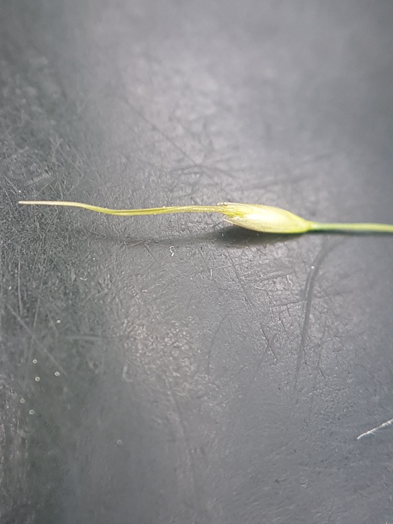 Canadian Ricegrass (Piptatheropsis canadensis) - Botanical Realm