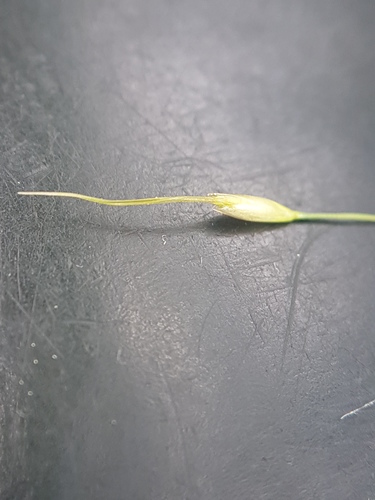 Canadian Ricegrass (Oryzopsis canadensis) · iNaturalist
