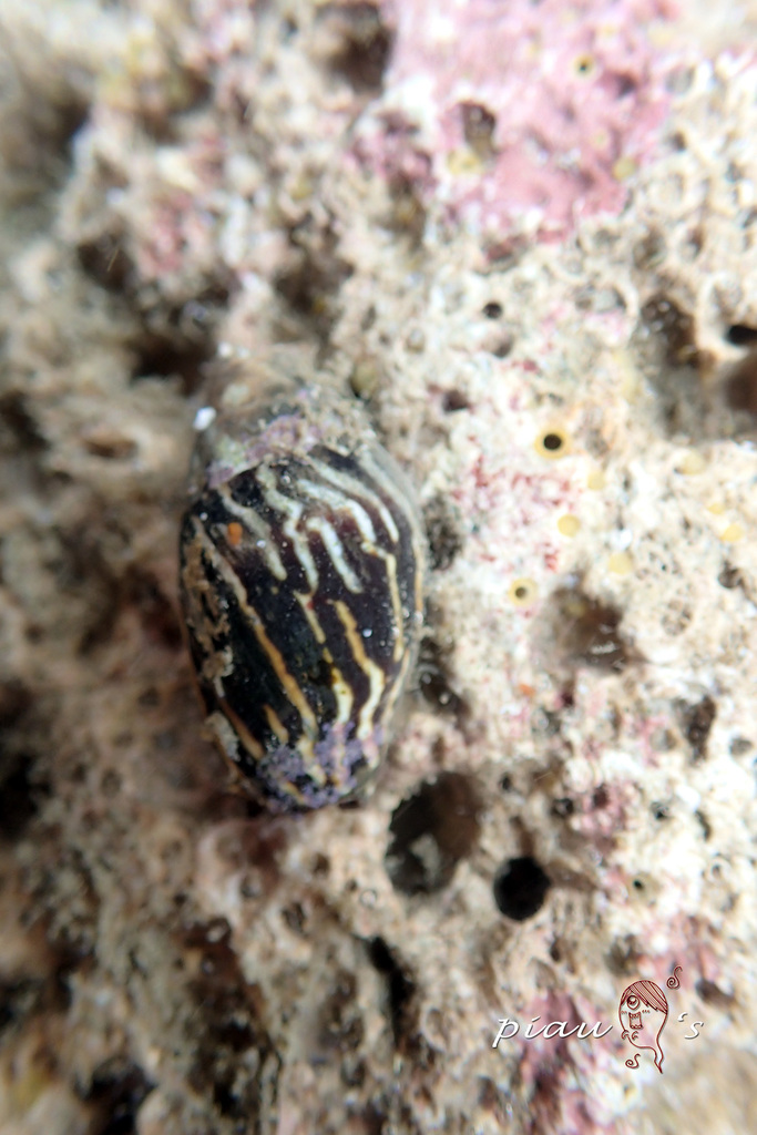 Strigatella paupercula from 潮境保育區 on April 25, 2017 at 02:18 PM by 蕭小飄 ...
