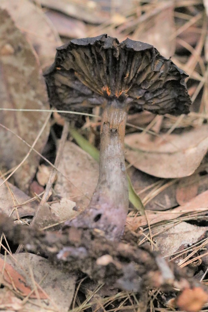 Cortinarius kioloensis from Mooney Mooney Creek NSW 2250, Australia on ...