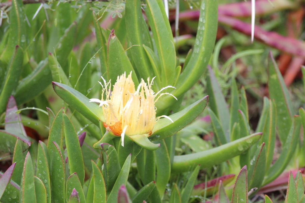 Hottentot-Fig (GFF: A Field Guide to Silicon Valley) · iNaturalist
