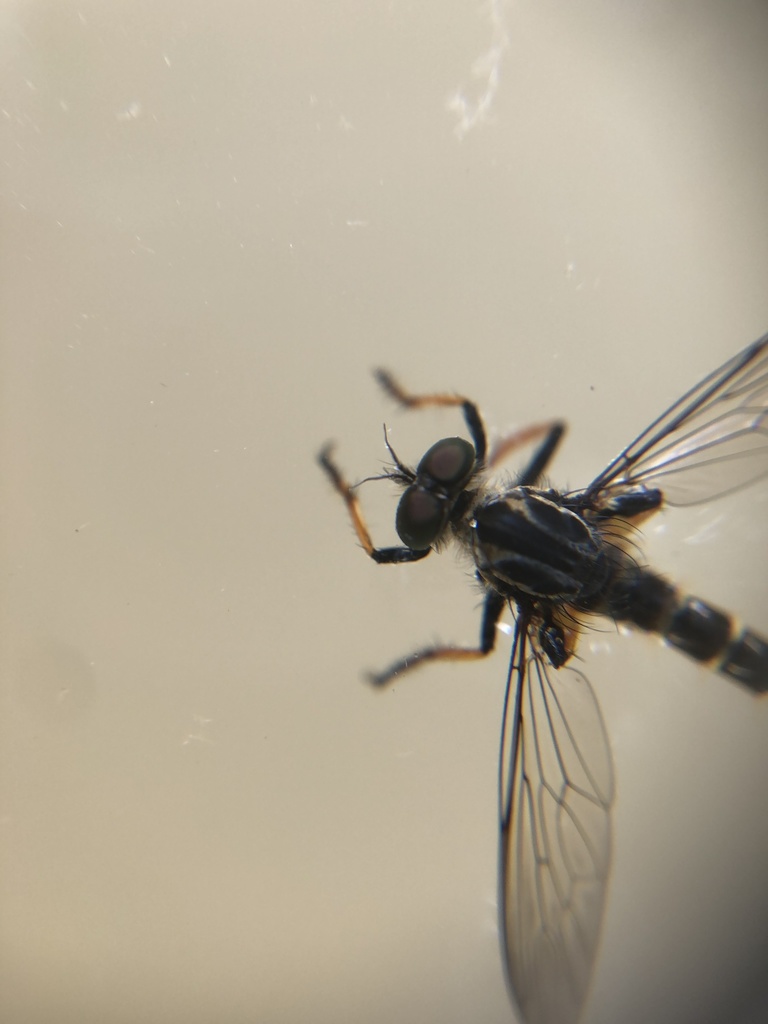 Asilinae from Kunming, CN-YN, CN on June 03, 2022 at 01:44 PM by ...