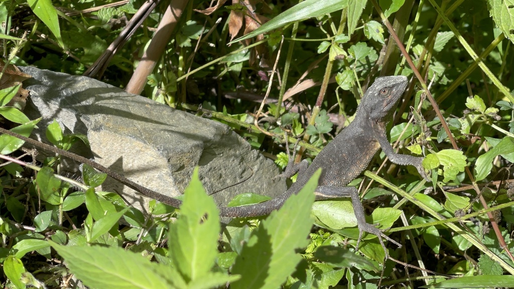 Diploderma in June 2022 by suchihfen · iNaturalist