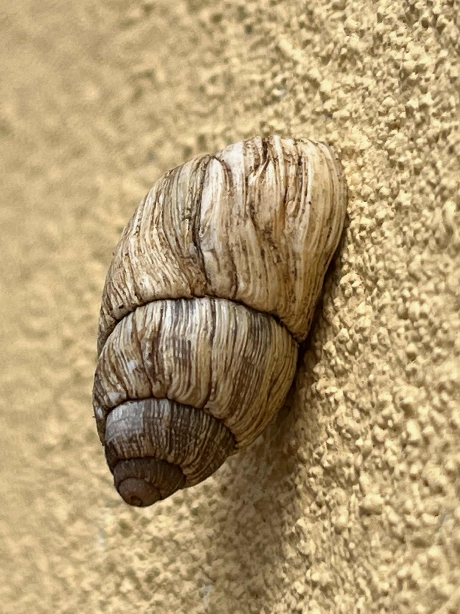 Bothriembryon leeuwinensis (E.A.Smith, 1894)