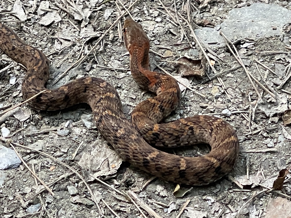 Stejneger's Bamboo Snake from 海端鄉, TW on April 26, 2022 at 04:35 PM by ...