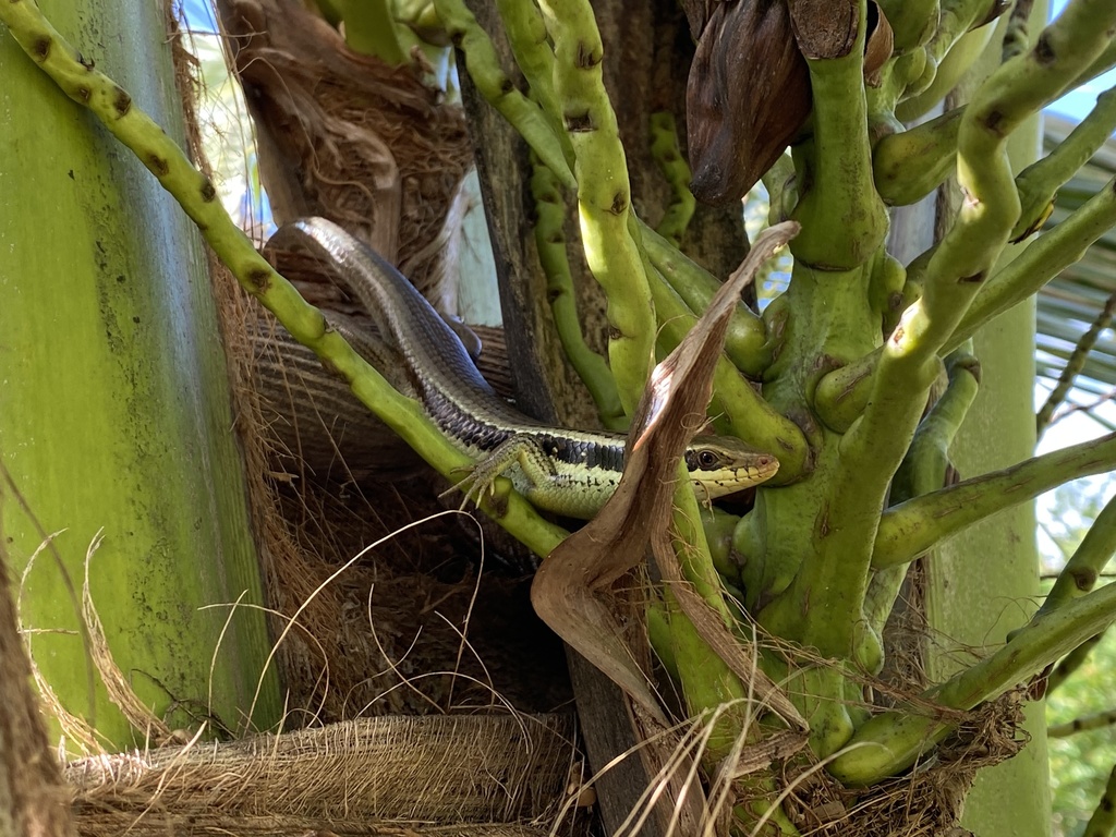 Longtail Mabuya from ปน. 2045, Amphoe Yaring, Pattani, TH on June 2 ...