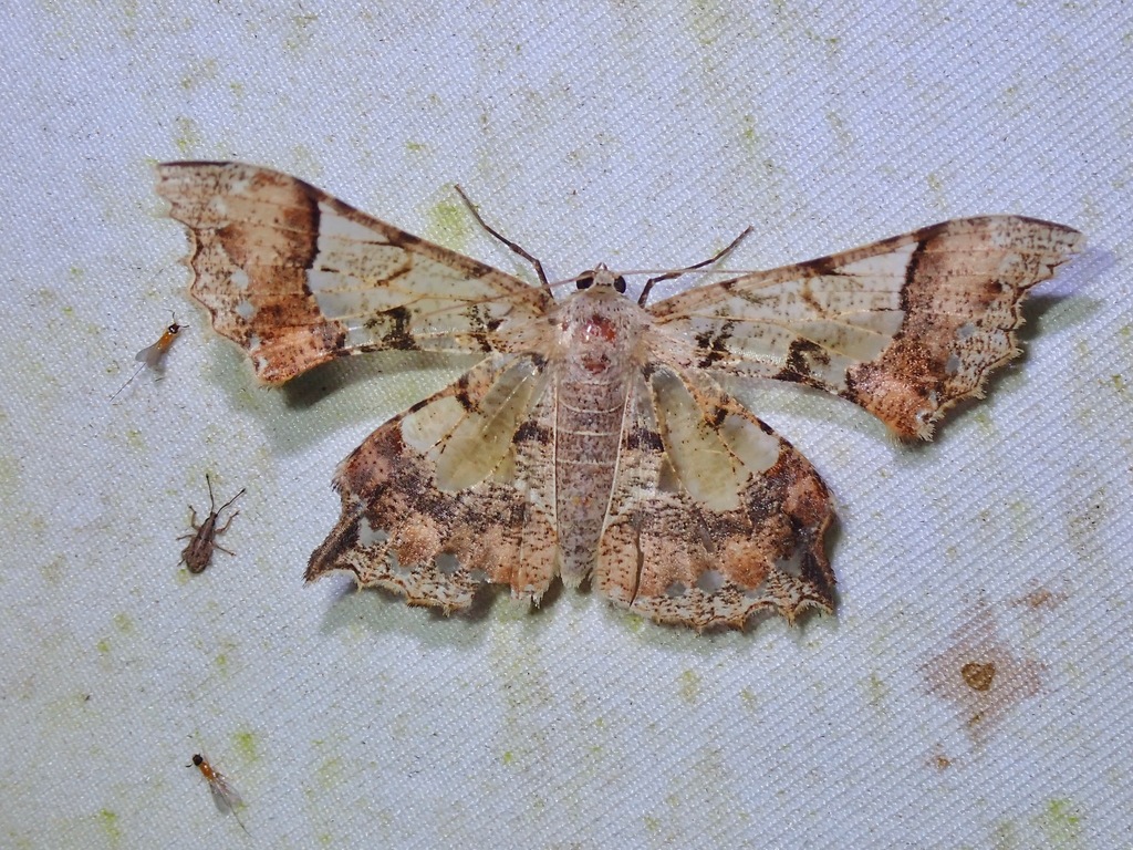 Krananda semihyalina from Sabah, Malaysia on May 23, 2022 at 09:43 PM ...