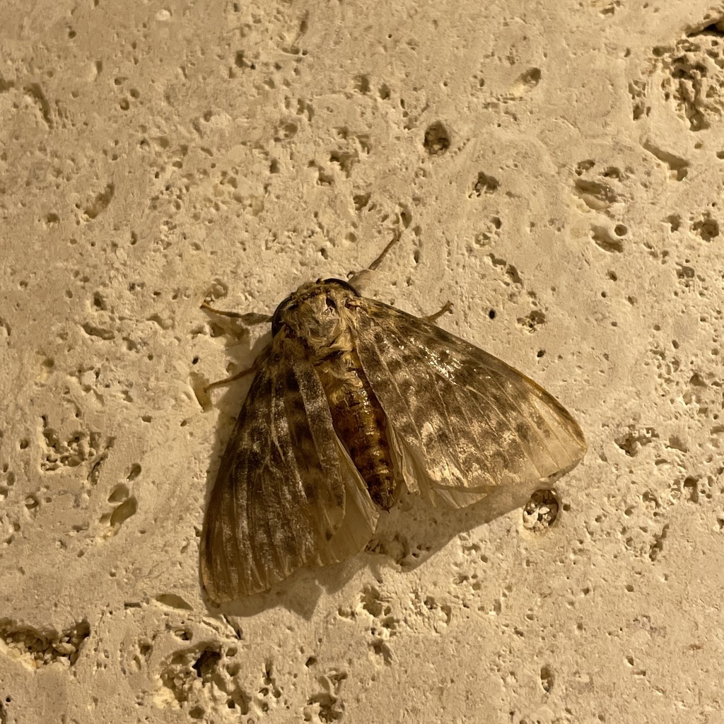 Lymantria flavida from 沖縄石の文化博物館, 国頭郡国頭村, 沖縄県, JP on June 2, 2022 at 05 ...