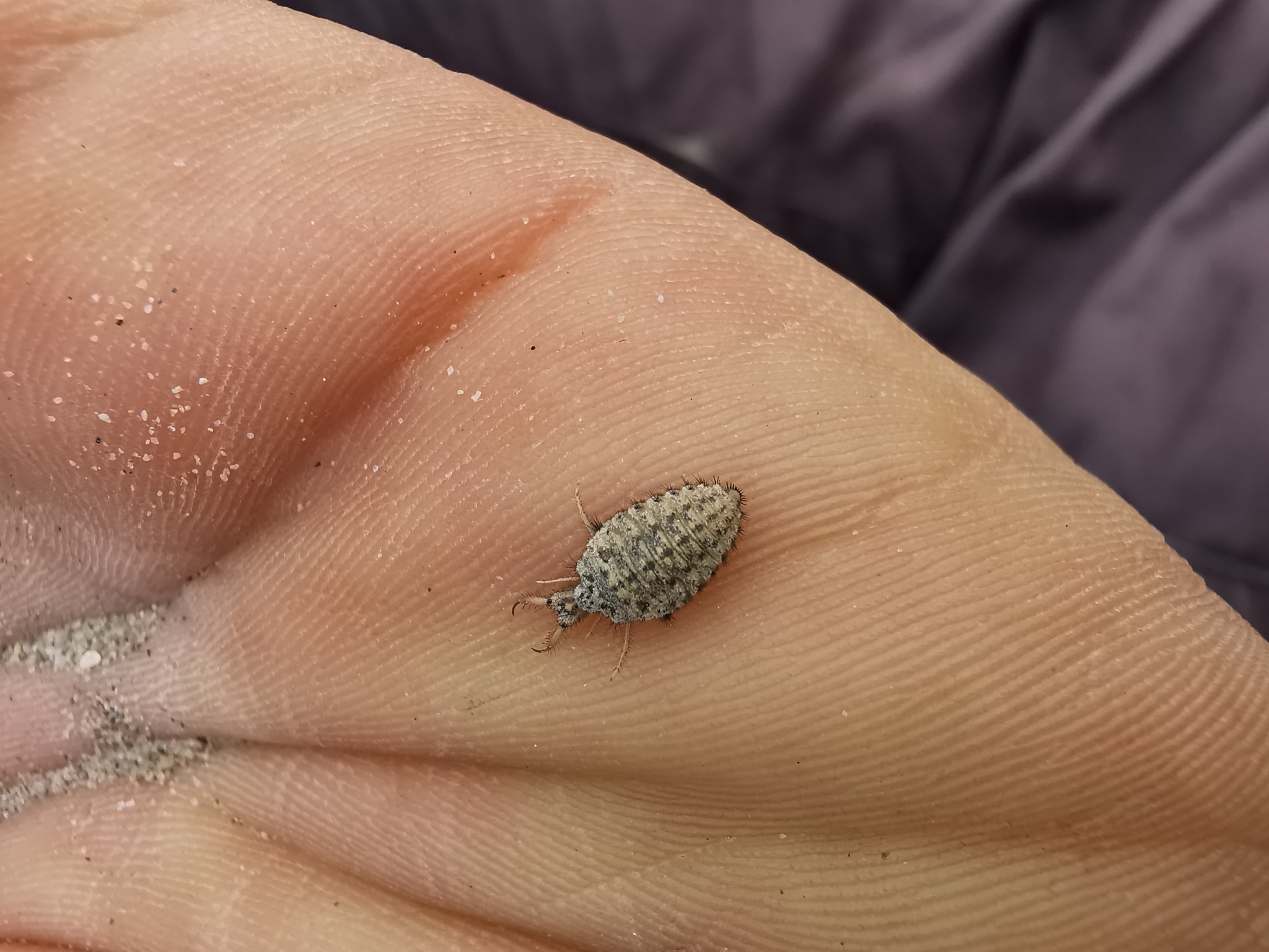 Myrmeleon inconspicuus Rambur, 1842