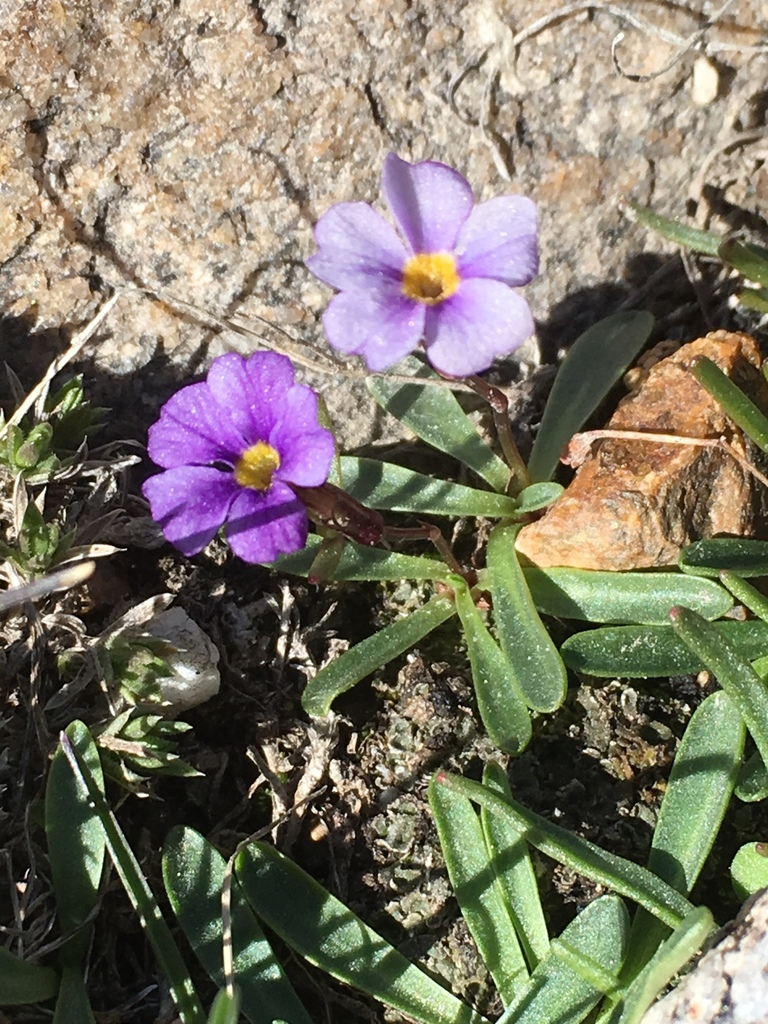 Ruby Mountain primrose from Ruby Mountain State Recreation Area, Spring ...