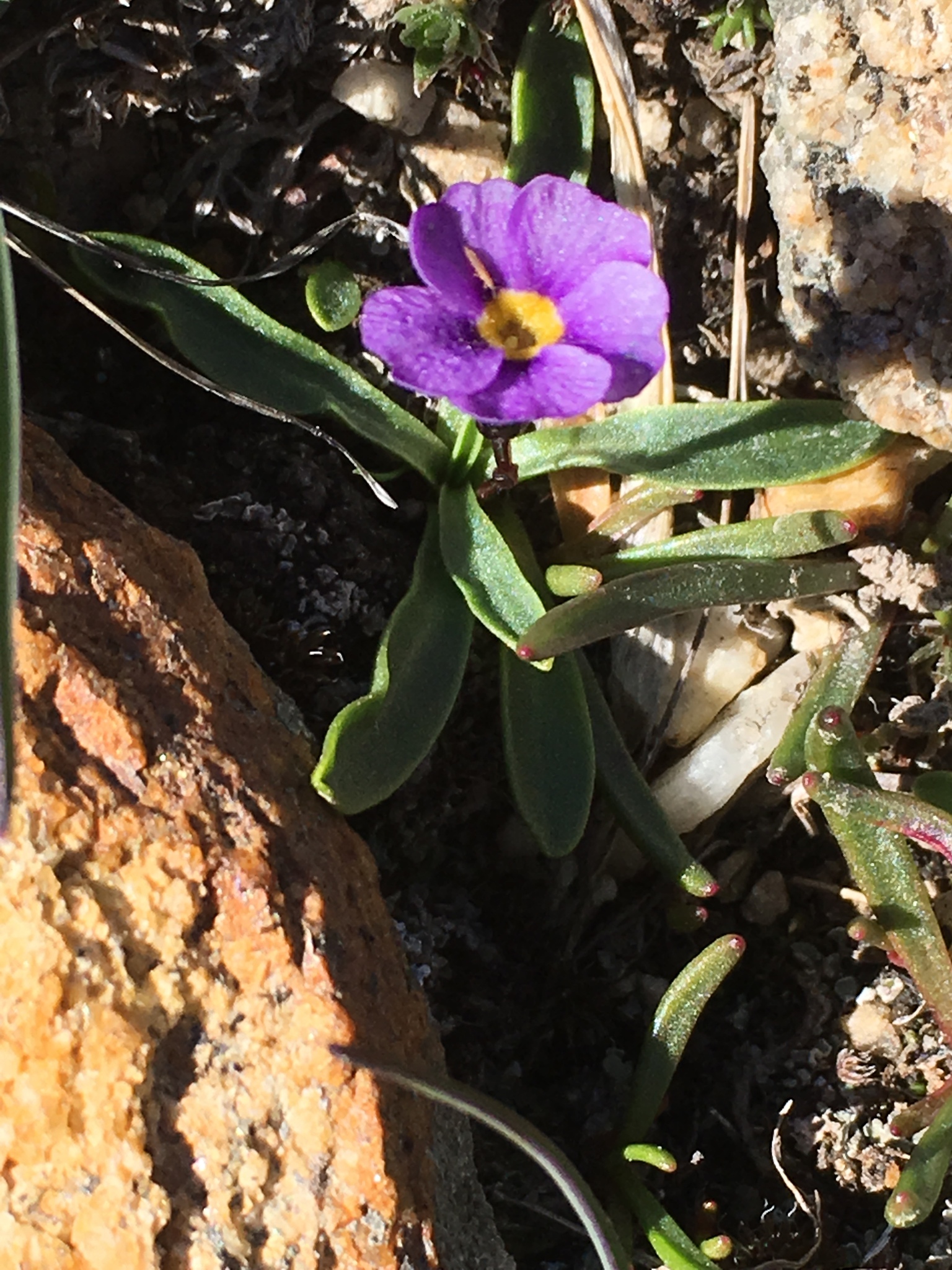 Primula capillaris N.H.Holmgren & A.H.Holmgren