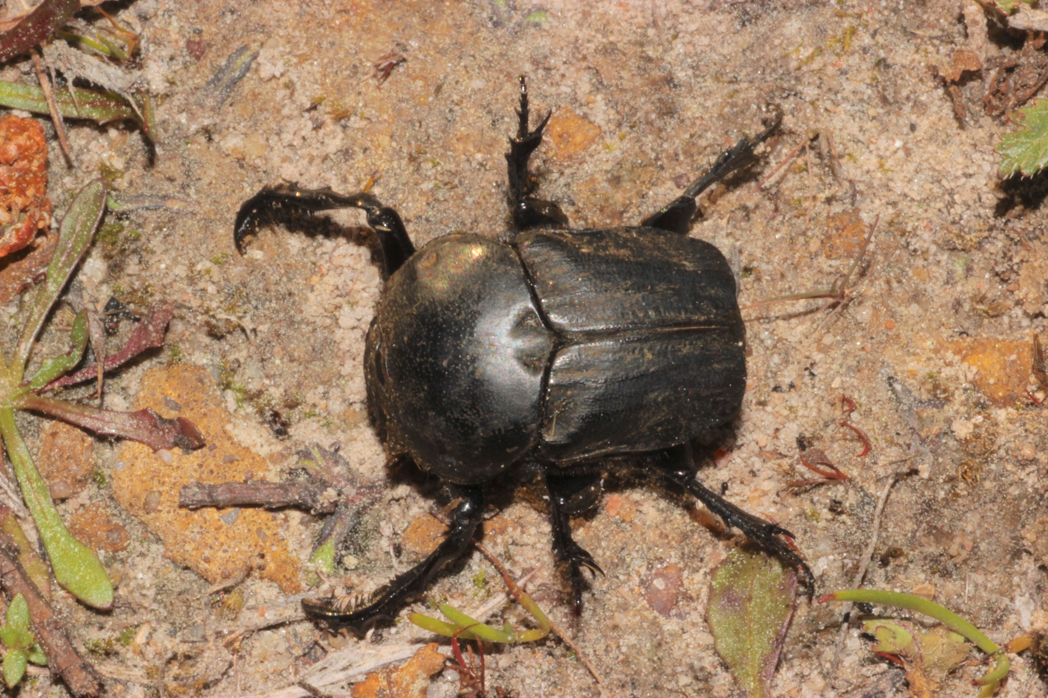 Onitis belial Fabricius, 1798