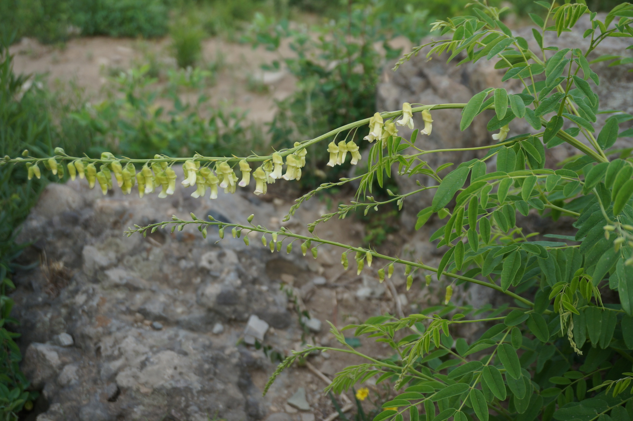 Sophora flavescens Aiton