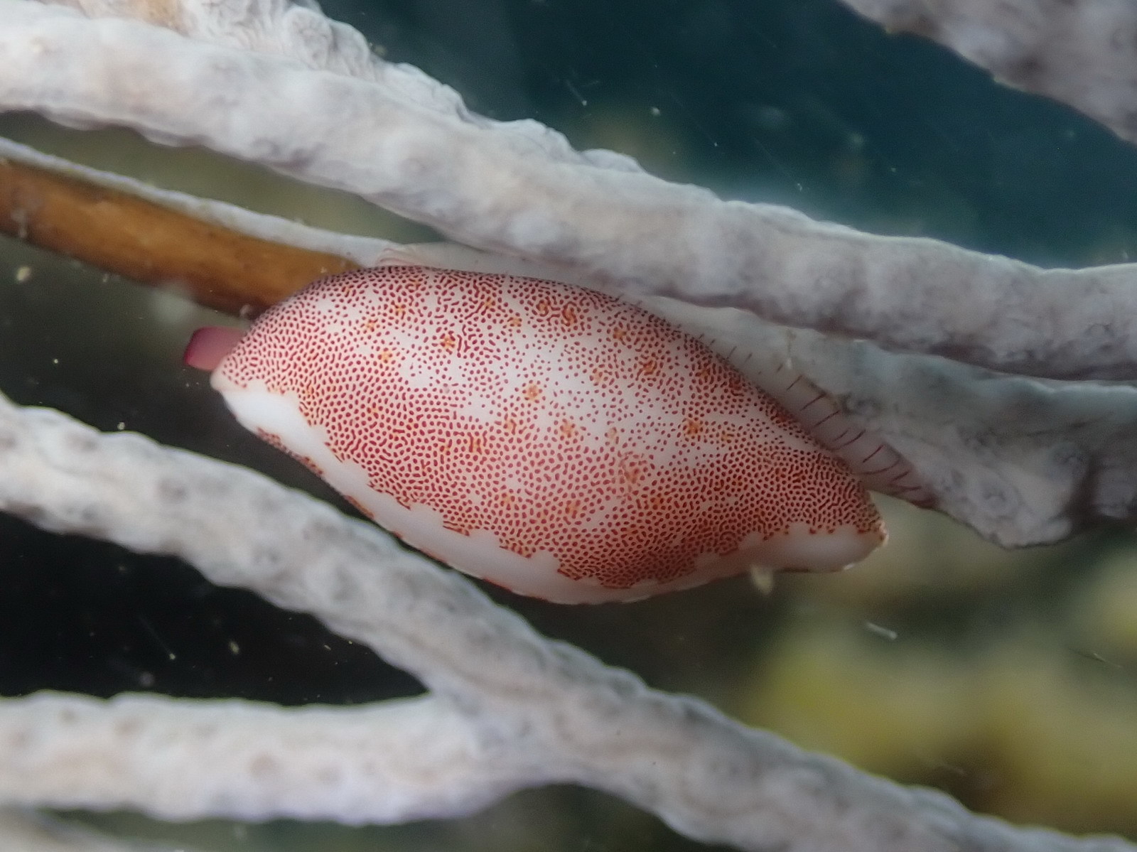 Simnia spelta (Linnaeus, 1758)