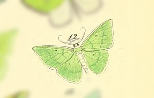 Lissochlora bryata · iNaturalist United Kingdom