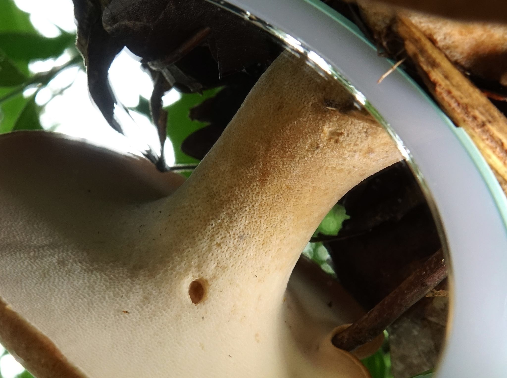 Polyporus radicatus Schwein.