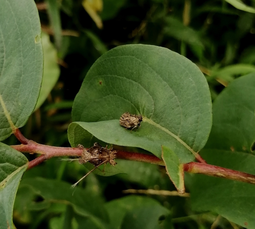 Issid Planthoppers from Marayoor, Kerala 685620, India on September 18 ...
