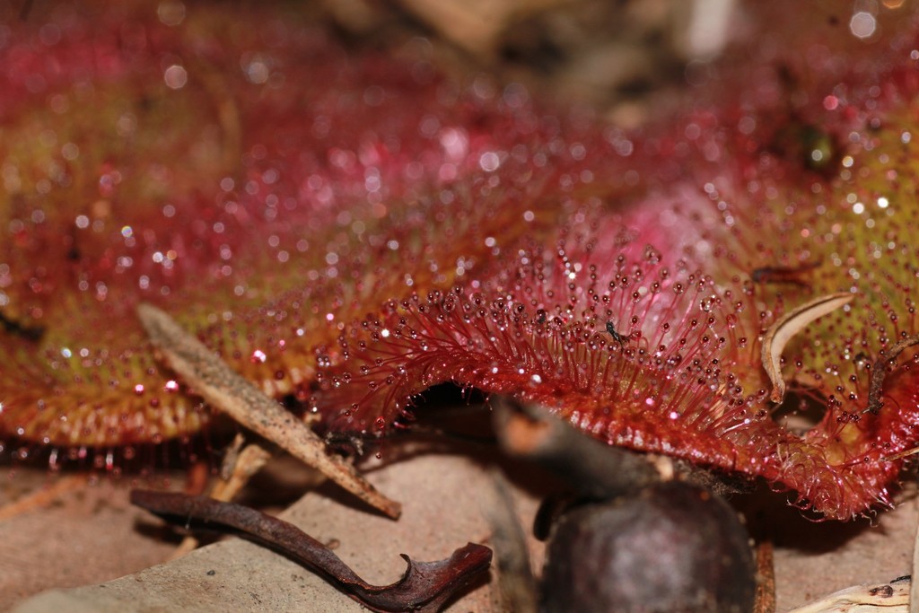 Drosera collina from Martin WA 6110, Australia on August 25, 2018 at 05 ...