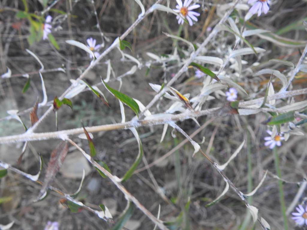 Bushman Tea from Ehlanzeni, South Africa on May 31, 2022 at 04:22 PM by ...