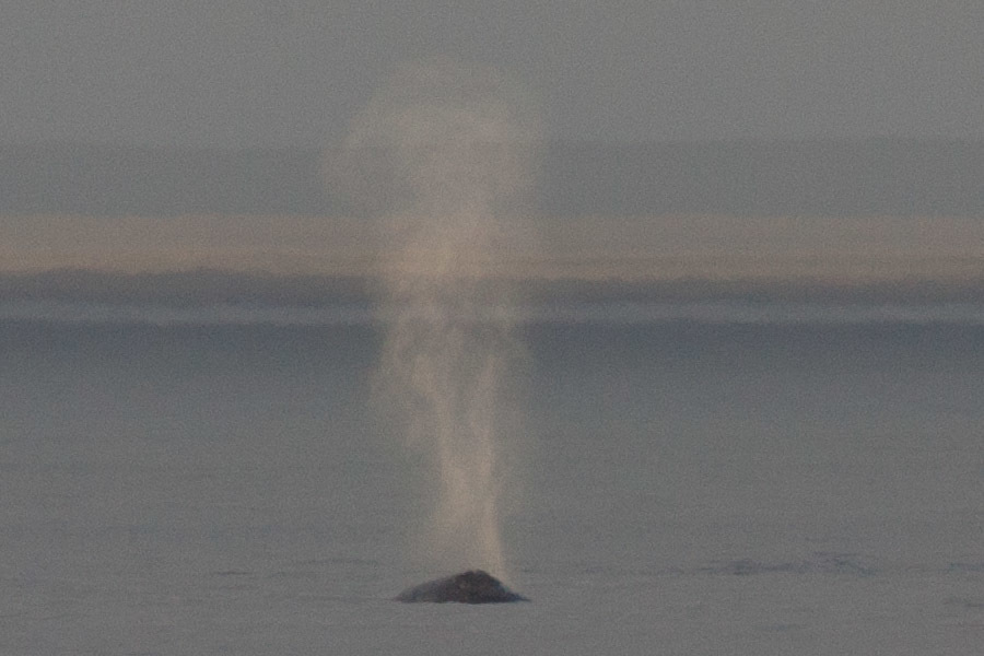 Bowhead Whale (Balaena mysticetus) - Marine Life Identification
